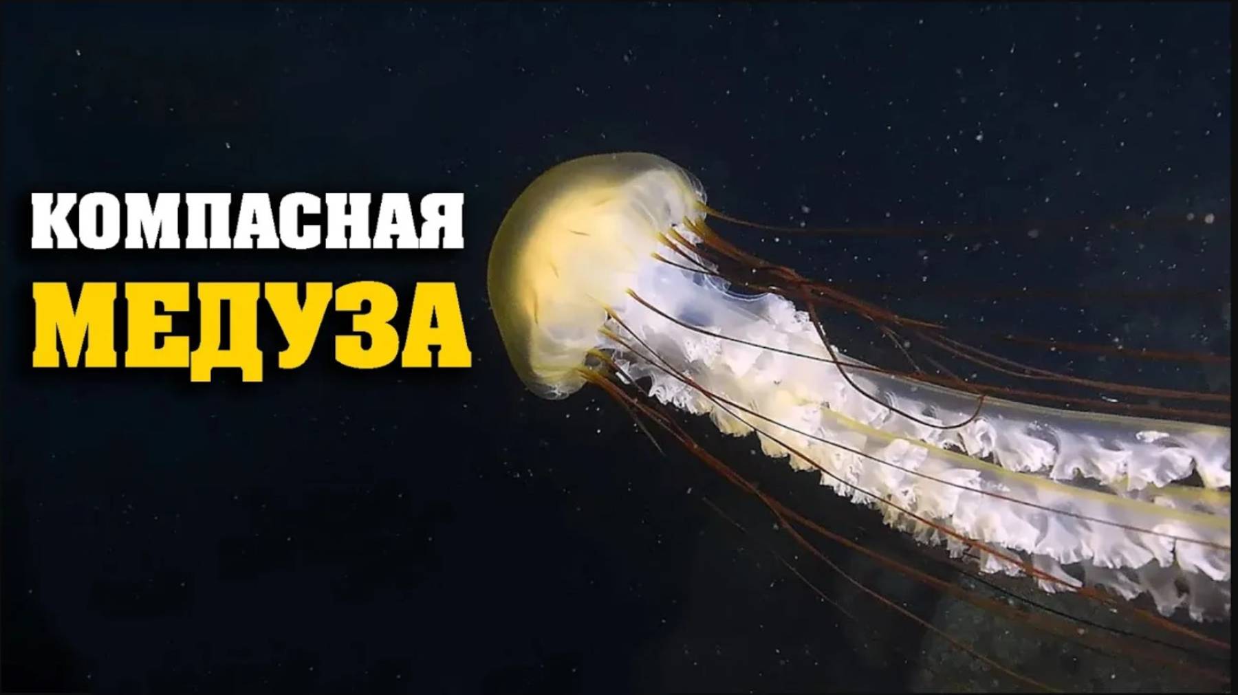 Chrysaora pacifica (Japanese sea nettle), Хризаора Тихоокеанская.