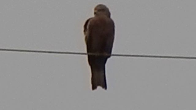 Орёл карлик