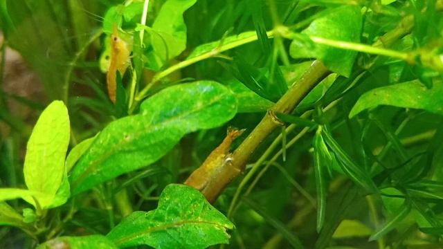 Икряные аквариумные креветки