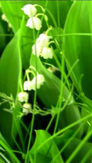 В белоснежных юбочках ландыши стоят. Дмитрий Шлапак