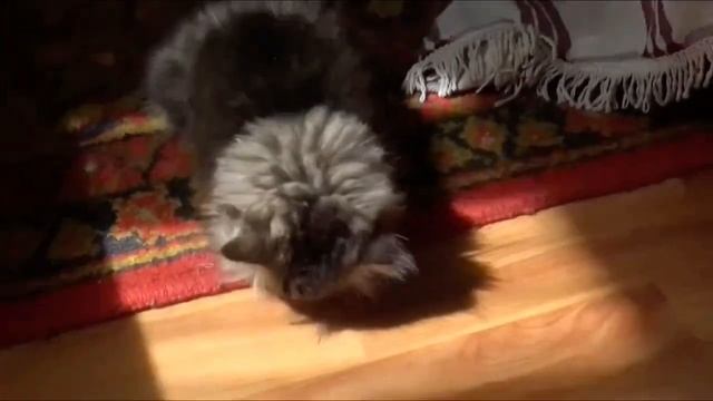 Наш котик в детстве