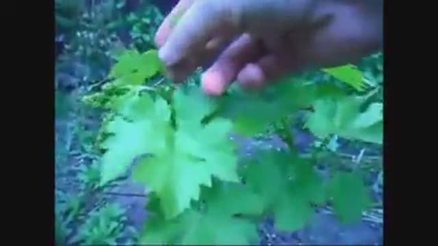 Уход за виноградом часть1