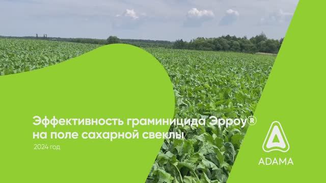 Эффективность граминицида Эрроу® на поле сахарной свеклы