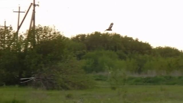 Орел-карлик 2