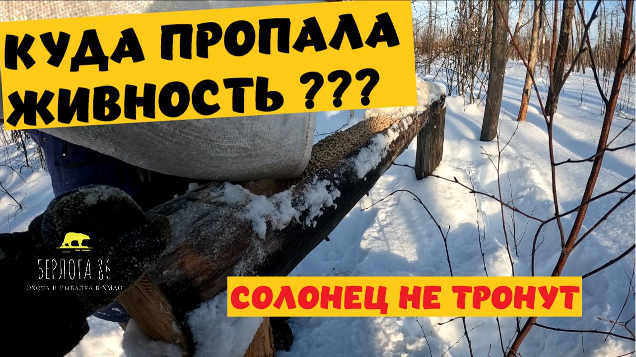 ЛОСЕЙ НЕТ !! СОЛОНЕЦ ПУСТ !!!