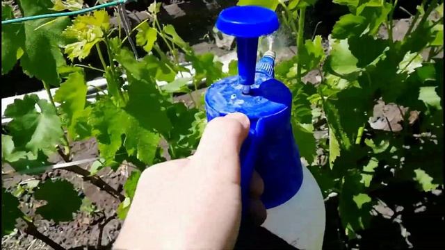 Чем Обработать Виноград Перед Цветением. Средняя полоса России