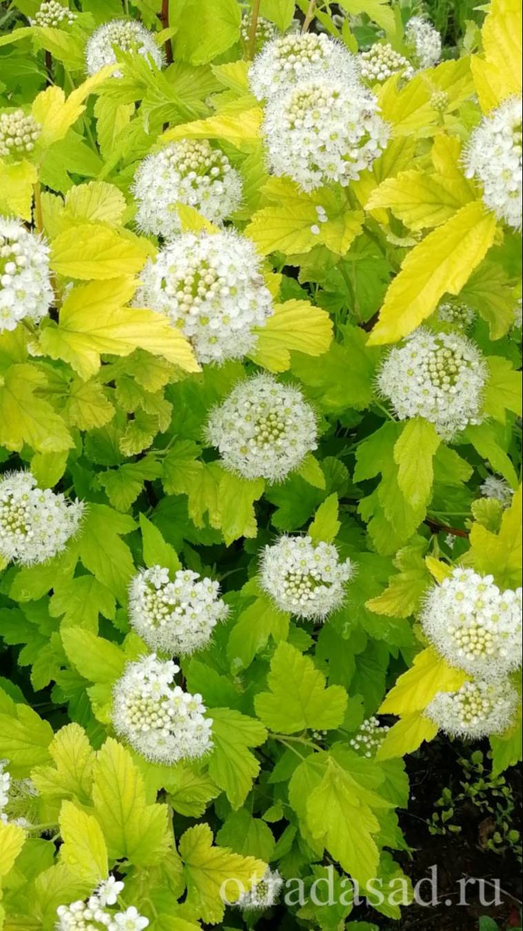 Пузыреплодник калинолистный Angel Gold