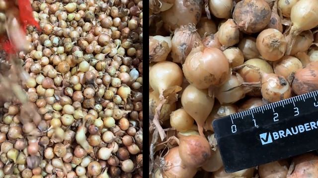 Лук севок Штутгартер Ризен 10/21, Netherlands (Рускар Интернешнл)