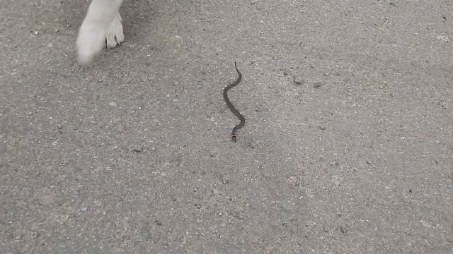 Малышня Ату его, ату ужика!!