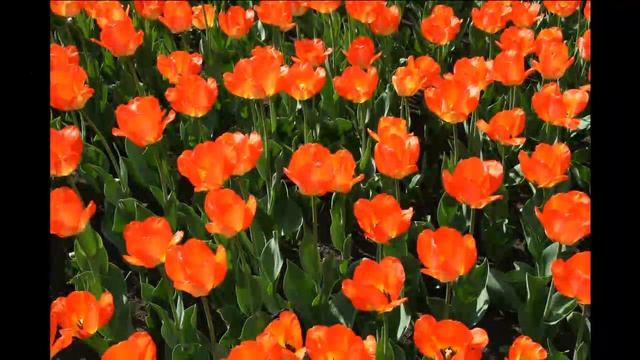 Тюльпаны мира