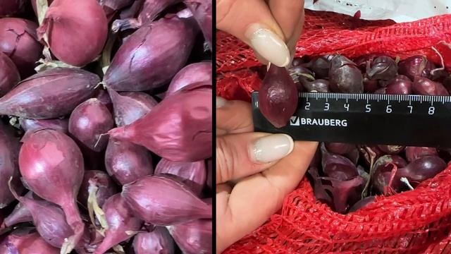 Лук севок Кармен (красный) 10/21, Netherlands (Рускар Интернешнл)