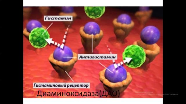 ALIVIP HEALTH. ГЛИКОКАЛИКС И МИКРОБИОТА В ФОРМИРОВАНИИ ЗДОРОВЬЯ ЧЕЛОВЕКА.