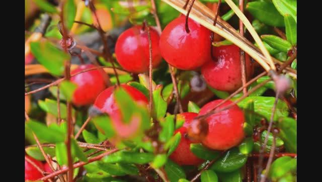 Клюква. Как мы ездили за клюквой. Стихи автора. Фото автора. Видео автора.