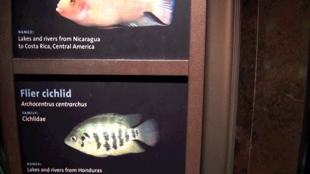 Океанариум Шэда