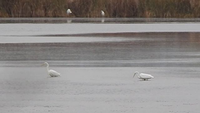 Озеро с. Богана Олех. Осень