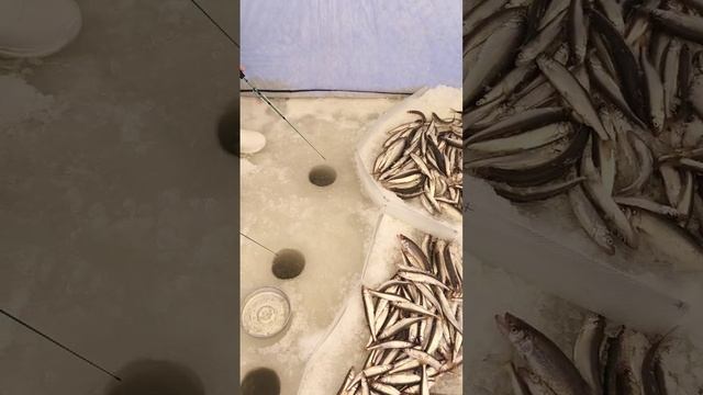 Корюшка на блесну Гусеница большая