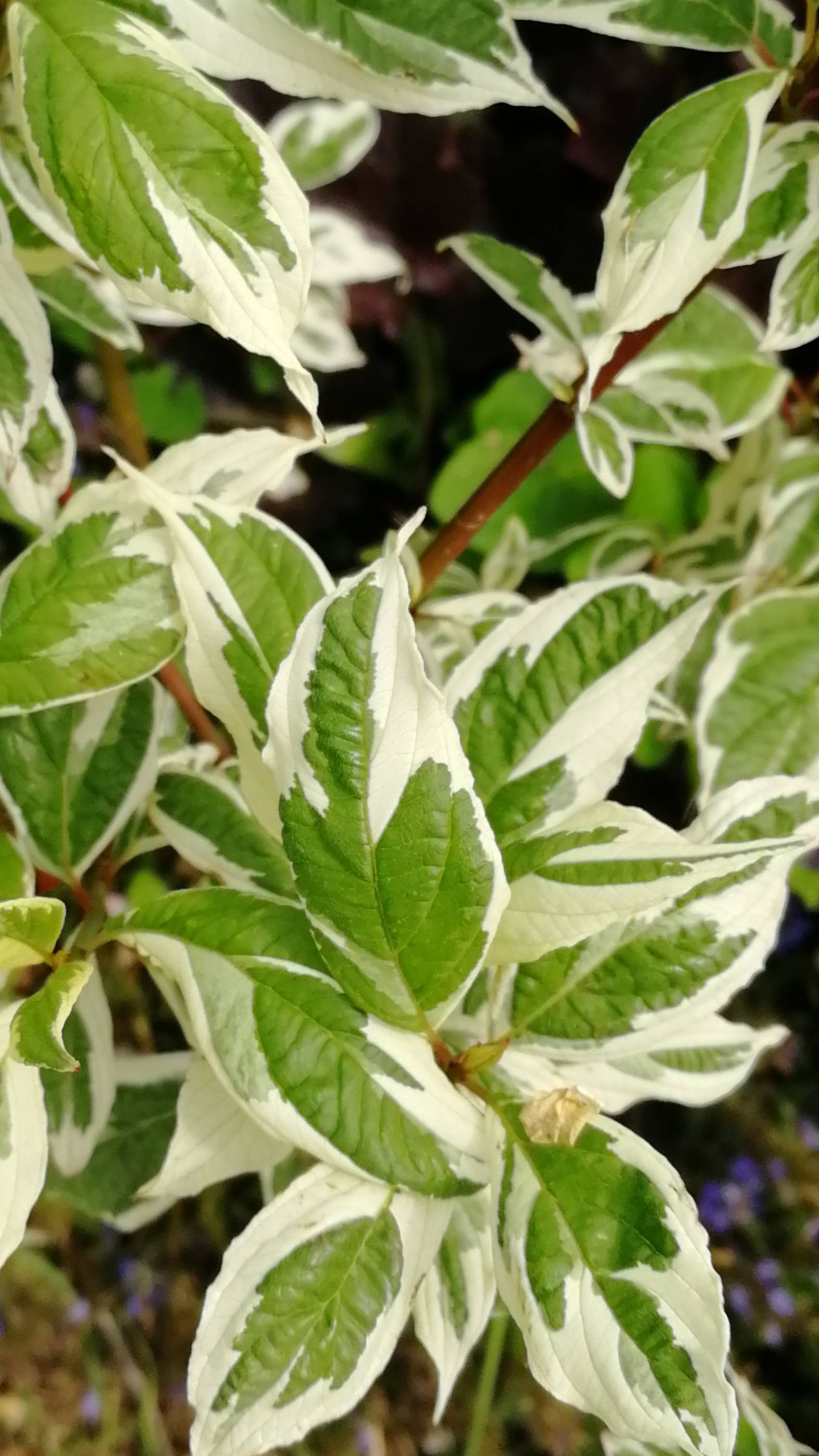 Дерен белый Elegantissima