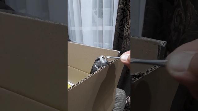 Стриж, кормление мраморными тараканами