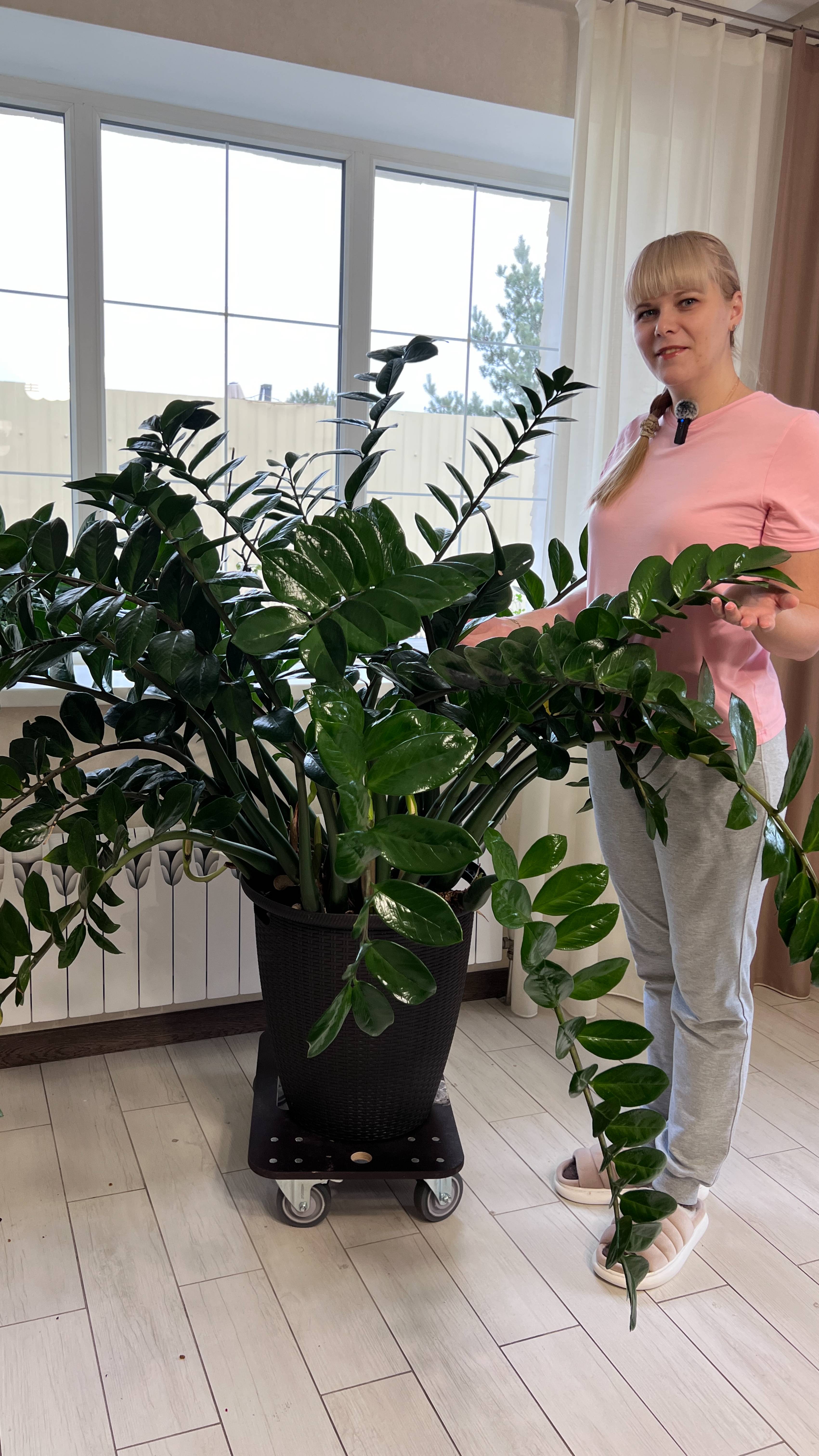 Замиокулькас - "Долларовое дерево". Выращивание и уход.