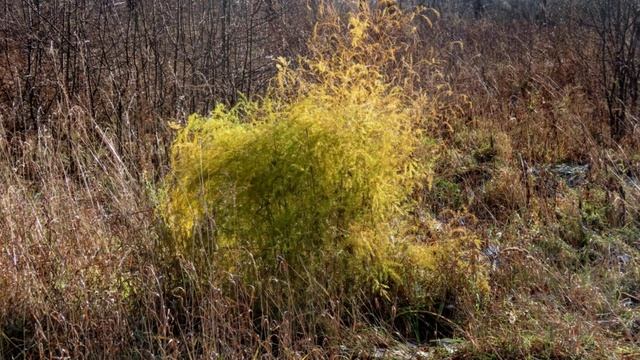 Вокруг Красного(29 октября, 2023 г) - ч 59