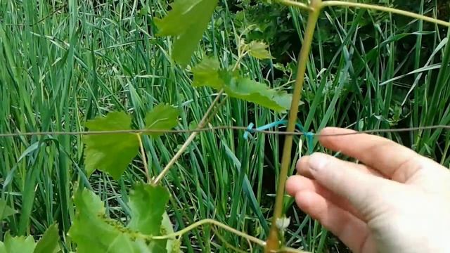 Чем подвязать побеги винограда быстро и дешево