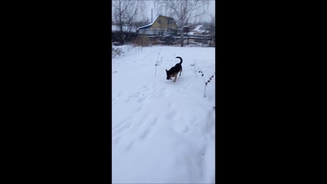 Пес. Собака. Овчарка. Том