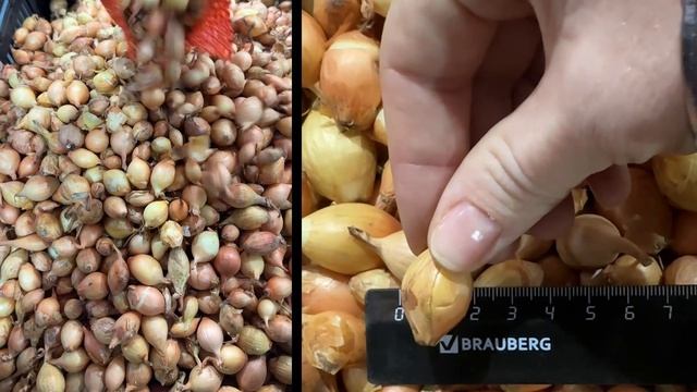 Лук севок Сеттон 10/21, Netherlands (Рускар Интернешнл)