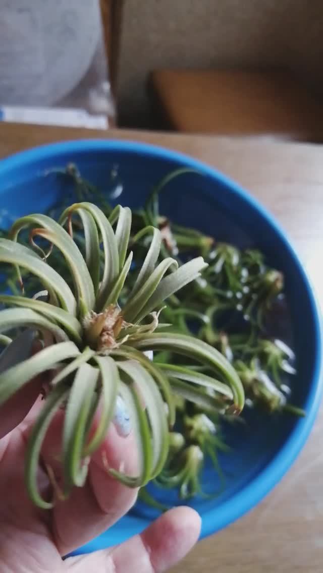 Созрели семена тилландсии Ионанта