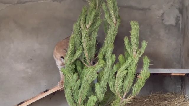 ✅ В нашем зоопарке новый питомец!