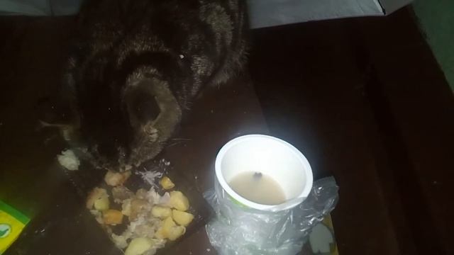 Масик под зонтом.