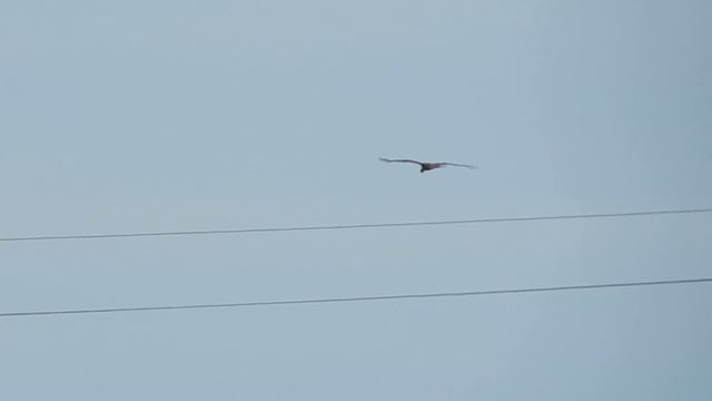 Орёл - карлик 0