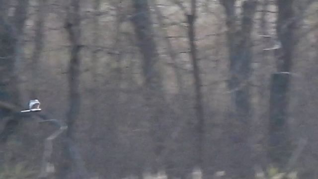 Орёл над заводью