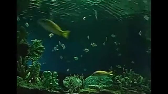 Зубастая Акула и Рыбы. Это Питерский АКВАРИУМ.