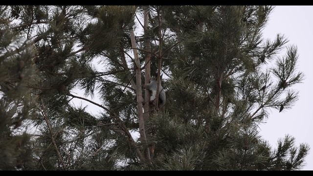 Домашние хлопоты по дятловски.