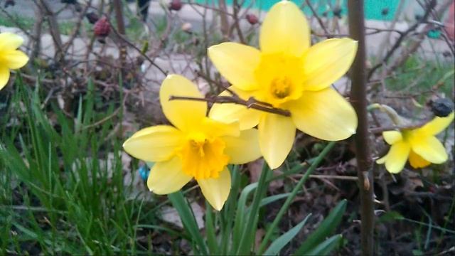 Цветущий урожай театралов. Посадили- вырастили.2023