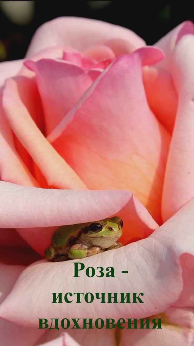 Несущая вдохновение...