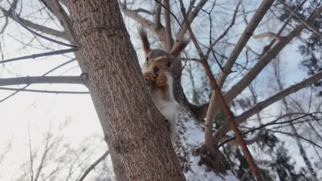 Рыжий пушистик в парке