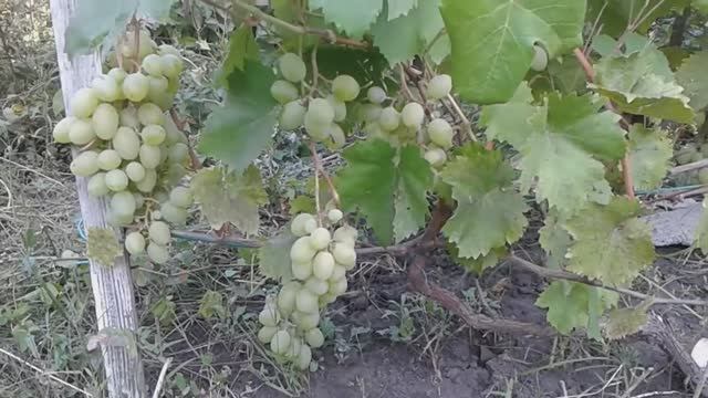 Какие обработки спасли виноград от болезней. Сорт изюмный.