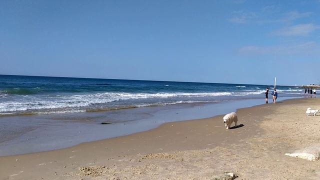 Пляж с собачками!Тель Авив!И Средиземка!