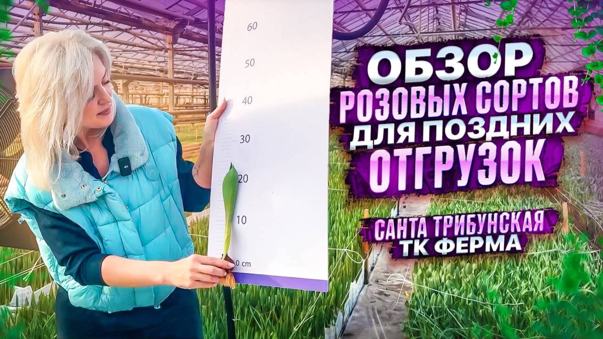 ОБЗОР РОЗОВЫХ СОРТОВ ТЮЛЬПАНОВ