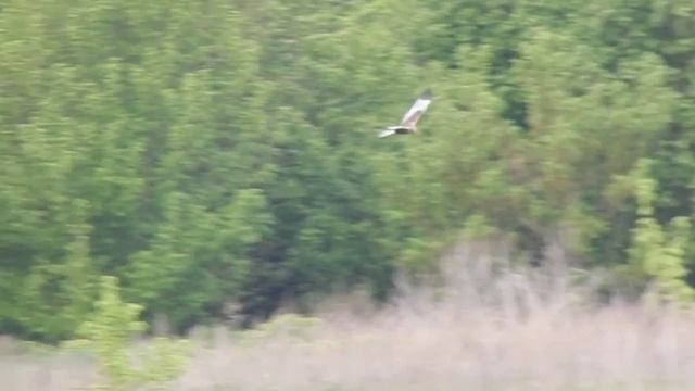 Орел-карлик 3 — сделано в Clipchamp