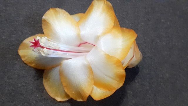 шлюмбергера SOL BRAZIL