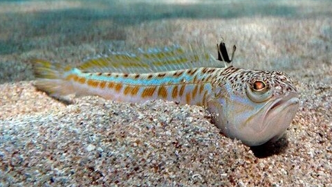 самое опасное животное в чёрном море