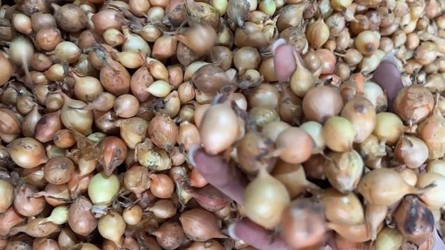 Лук севок Стурон 10/21, Netherlands (Рускар Интернешнл)