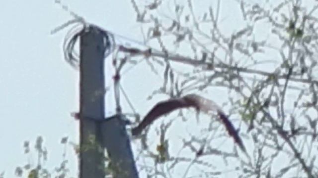 Орёл в полёте, в поле