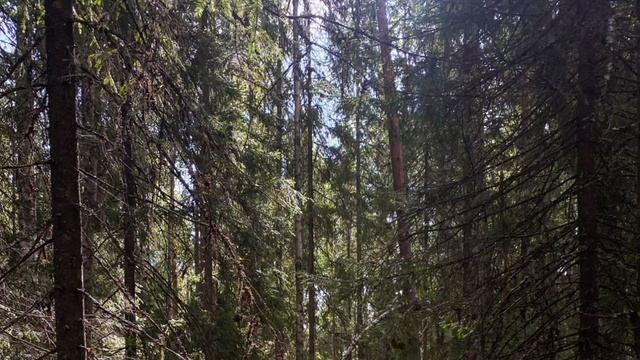 Александровская берёза