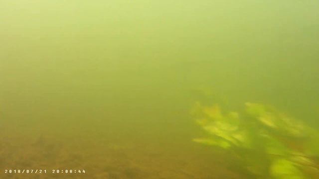 Зиган под водой