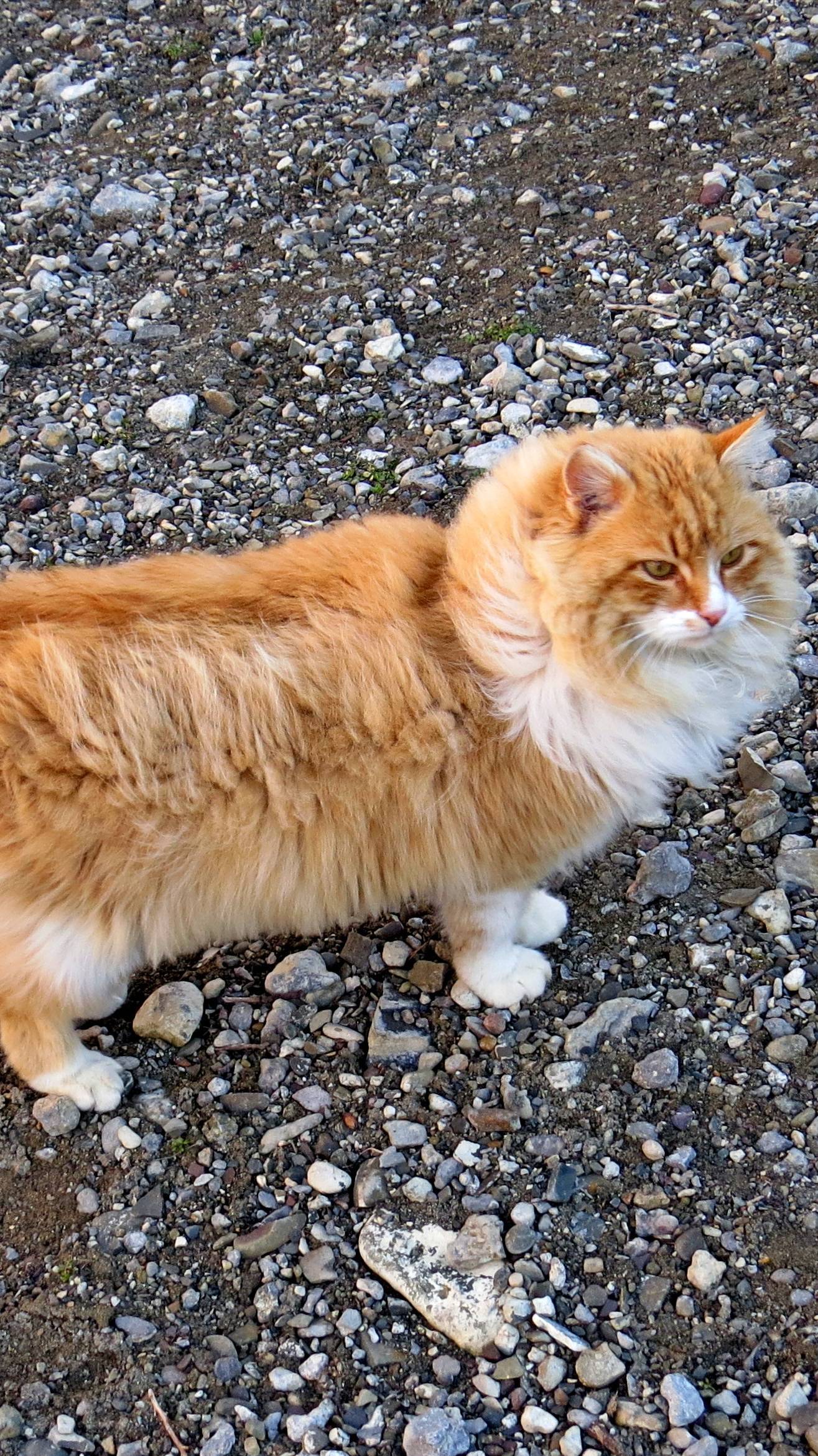 Показывай свои подснежники!