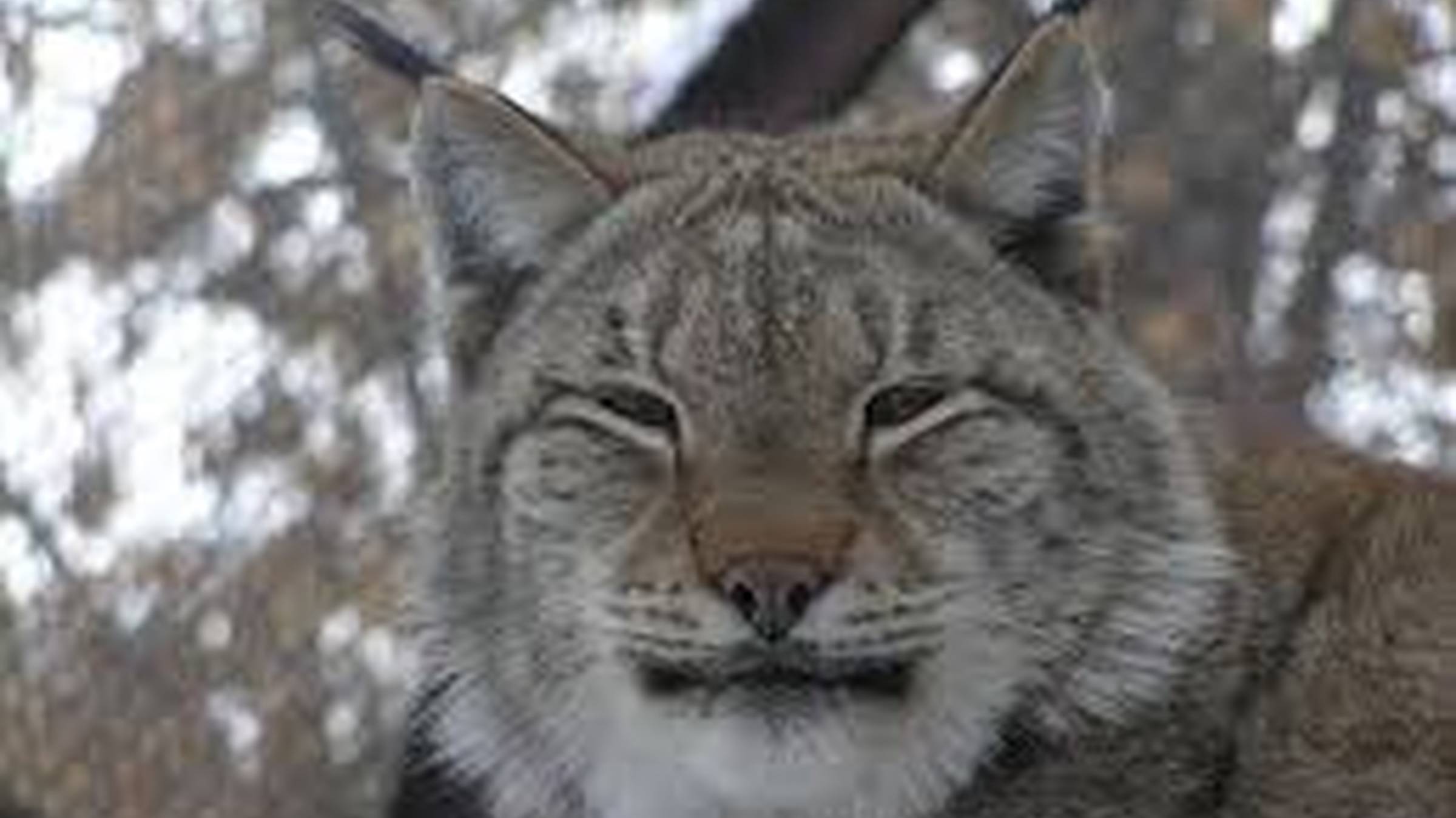 Дружба с рысью. Интересная история.