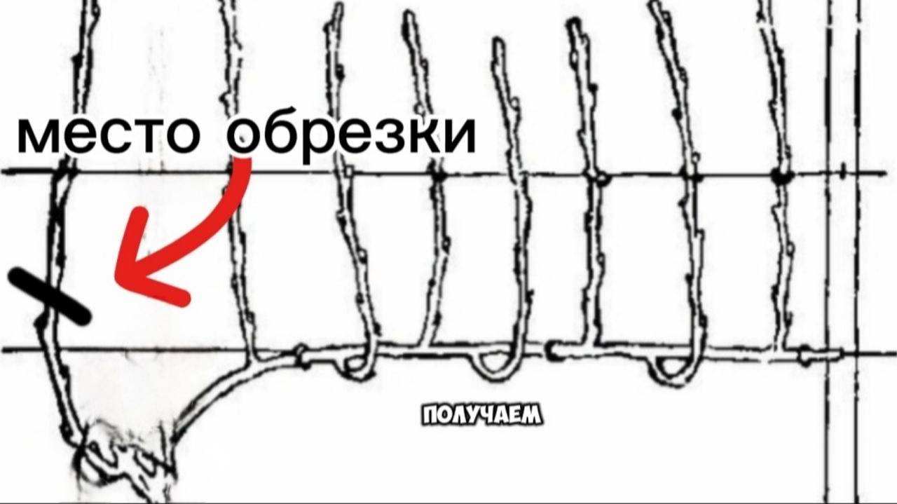 Обрезка винограда при неразвитых побегах из сучка замещения